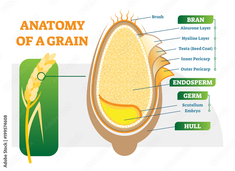 Poster Grain anatomical layers vector illustration diagram. – Wall Art ...