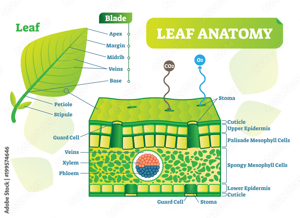 Leaf anatomy vector illustration diagram. Biological macro scheme ...