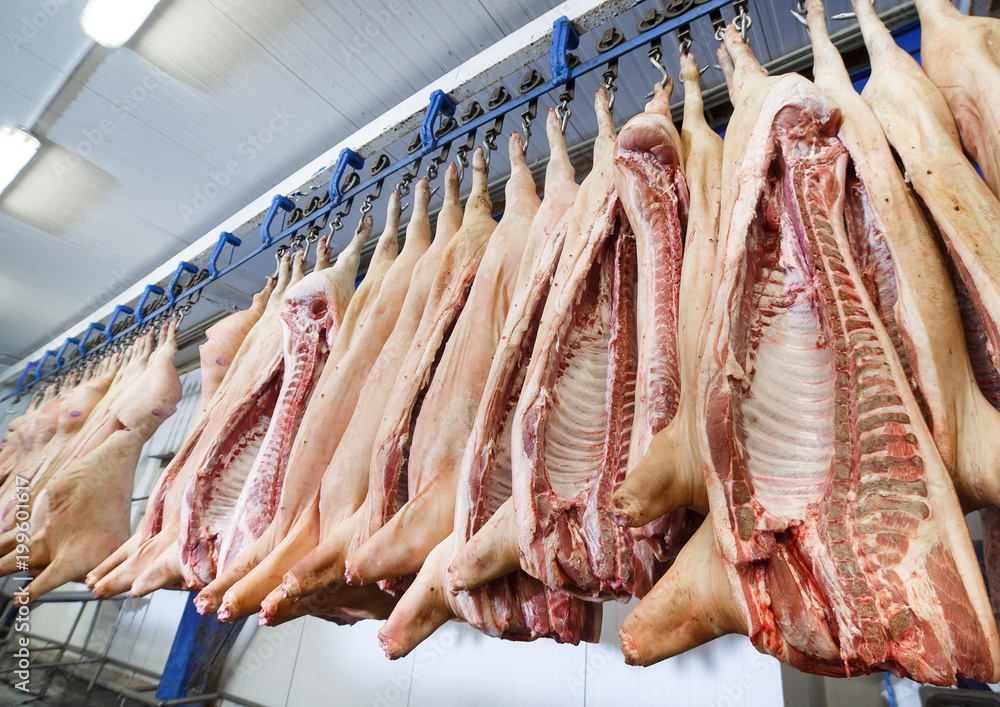 Pig carcasses cut in half stored in refrigerator room of food ...