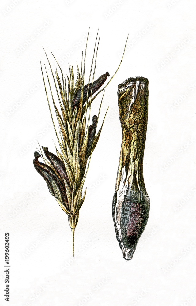 Ergot kernels in rye ear, caused by fungus Claviceps purpurea (from ...