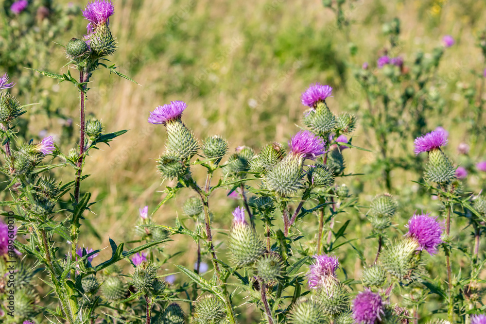 Cirsium vulgare (also known as spear thistle, bull thistle, or common ...