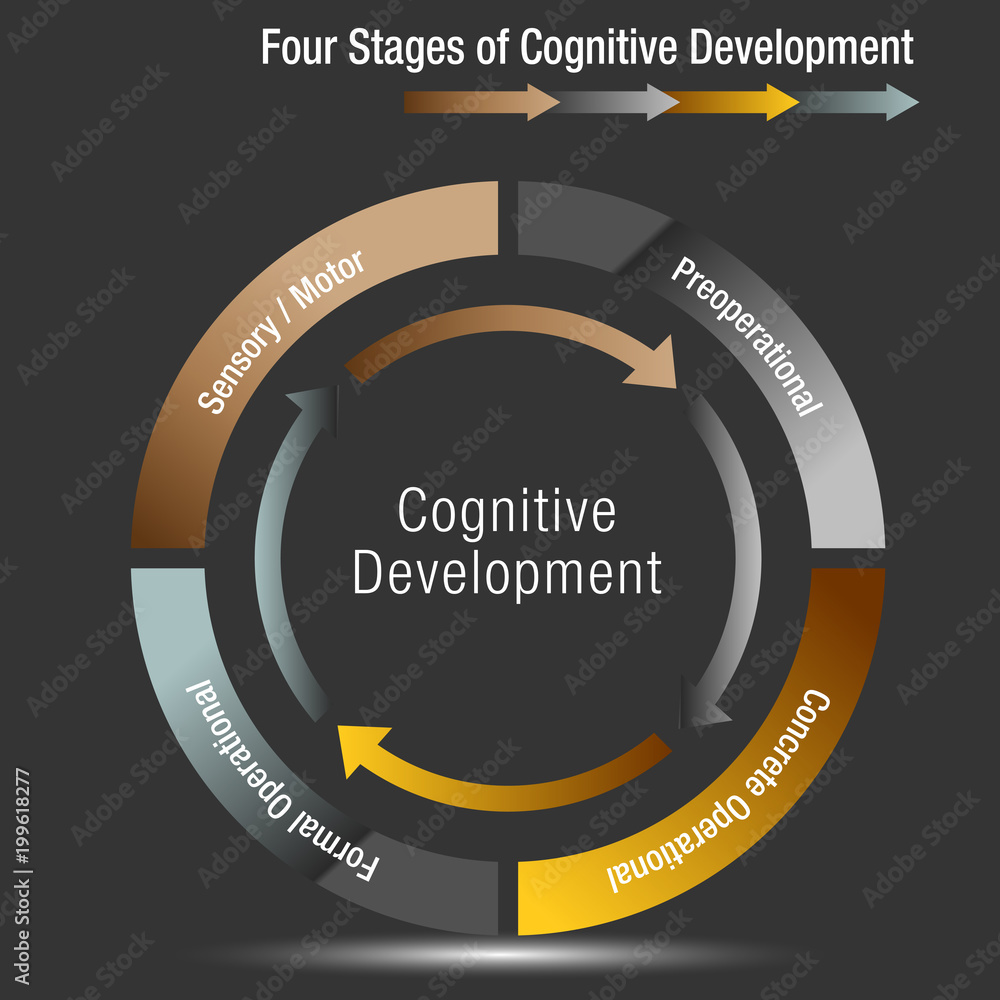 Four Stages of Cognitive Development Stock Vector | Adobe Stock