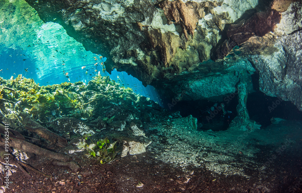 Diving in the Cenote Nicte Ha in Yucatan, Mexico Stock Photo | Adobe Stock