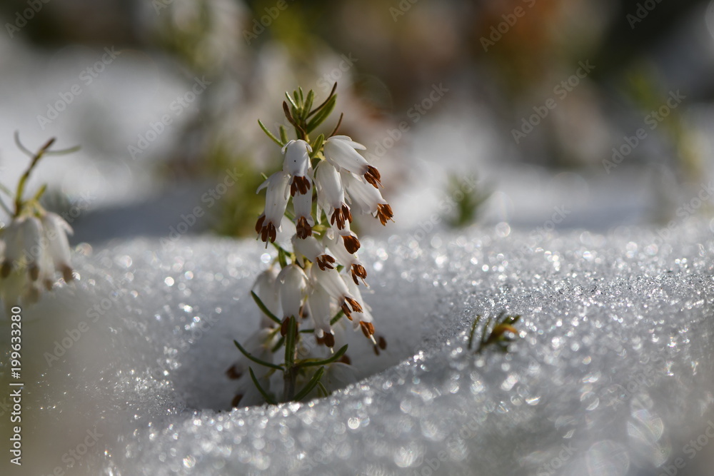 White Heather Flower