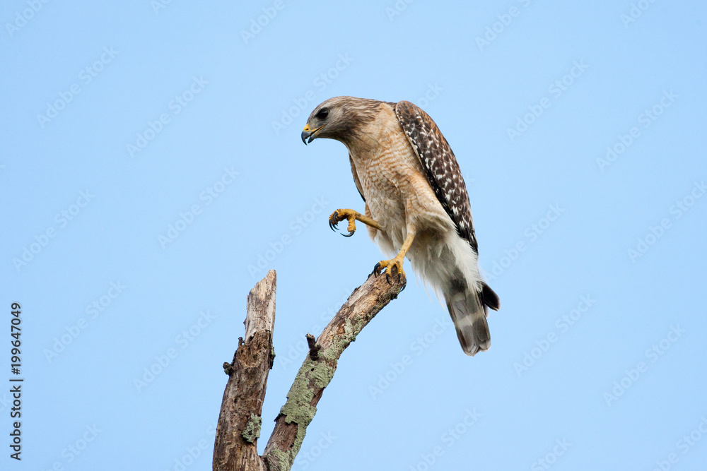 Red shouldered hawk perched at the top of a dead tree Stock Photo ...