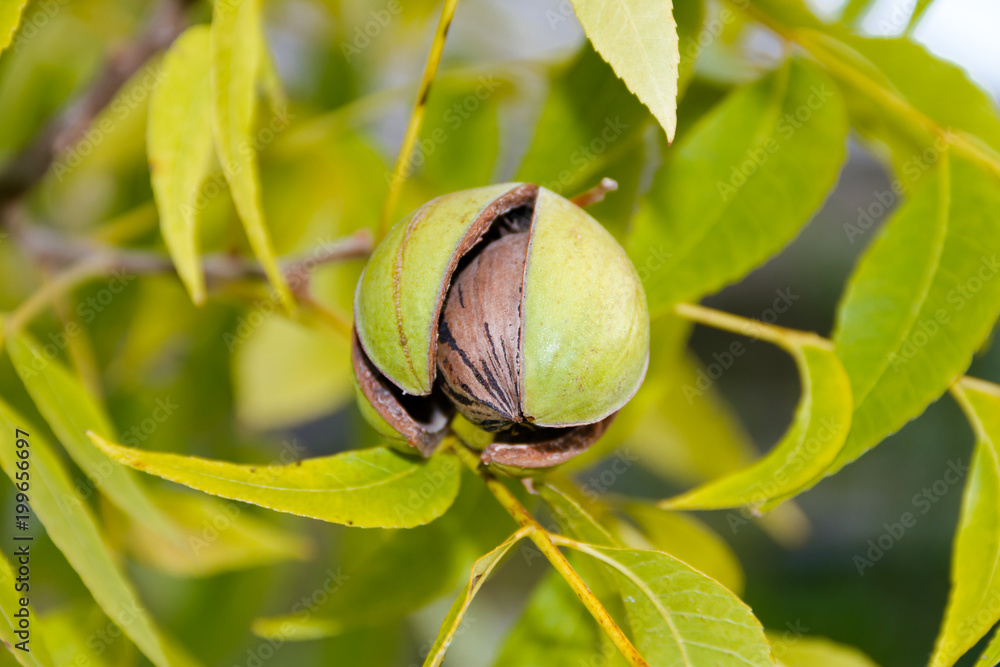 pecan nuts in the organic garden plant Stock Photo | Adobe Stock
