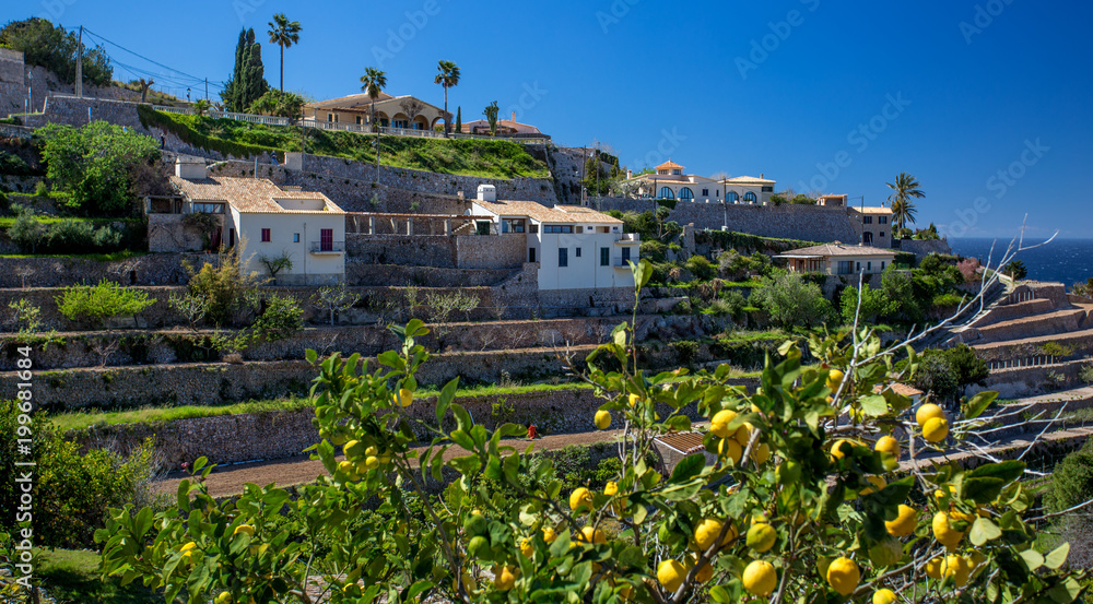 A lemon tree, and a beautiful landscape Stock Photo | Adobe Stock