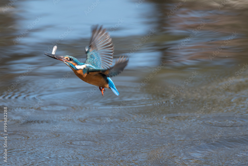 Blue devil bird for fish. Local bird, Kawasemi, in Japan. Flying jewel ...