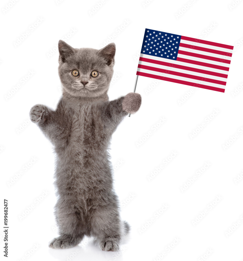 American Flag Kitten
