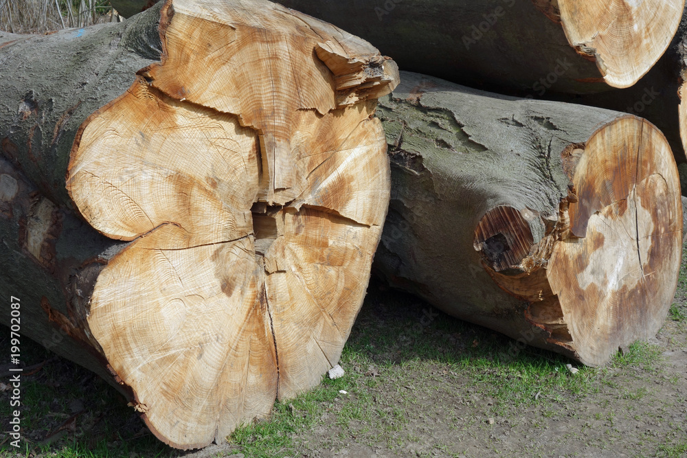 gefällte buche Stock-Foto | Adobe Stock