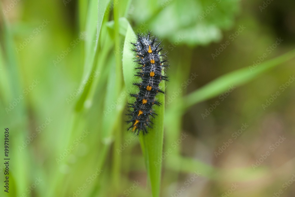 Austin Creek State Recreation Area - is home to a number of insects ...