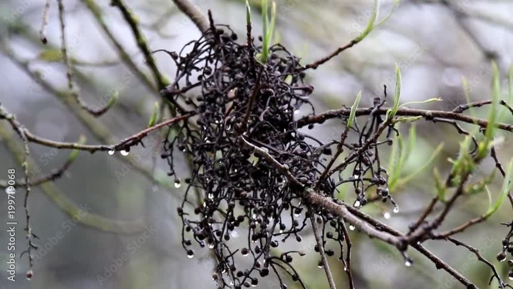 Santa Rosa, California is the largest city in California's Redwood ...