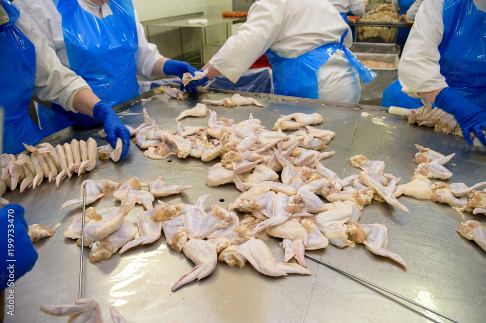 workers of chicken meat manufacturing in butchery conveyor section ...