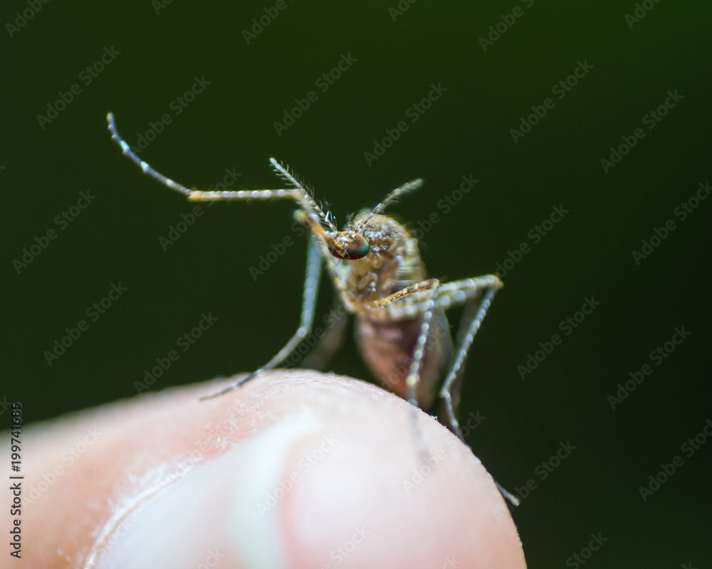 Aedes aegypti or yellow fever mosquito feeding blood on human skin ...