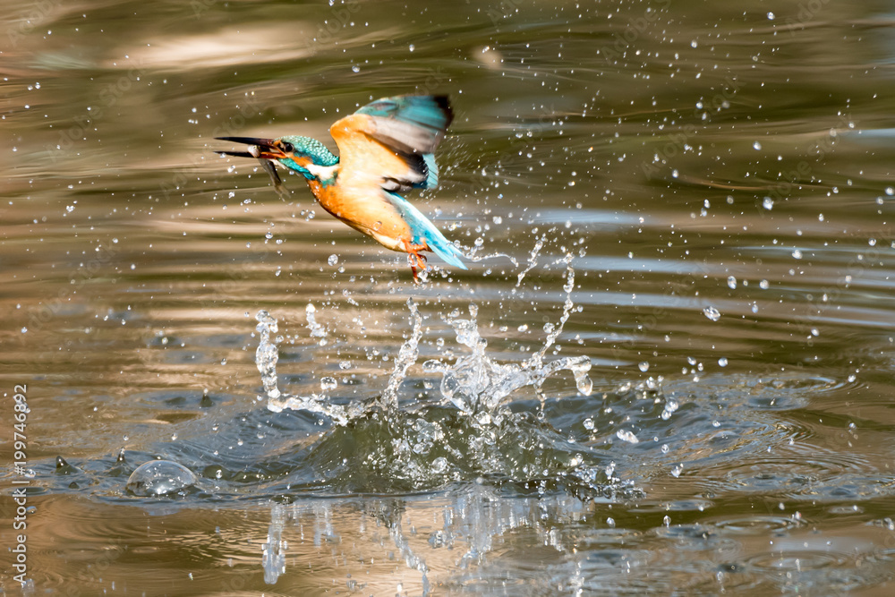 Blue devil bird for fish. At a crucial moment, Japanese local bird ...