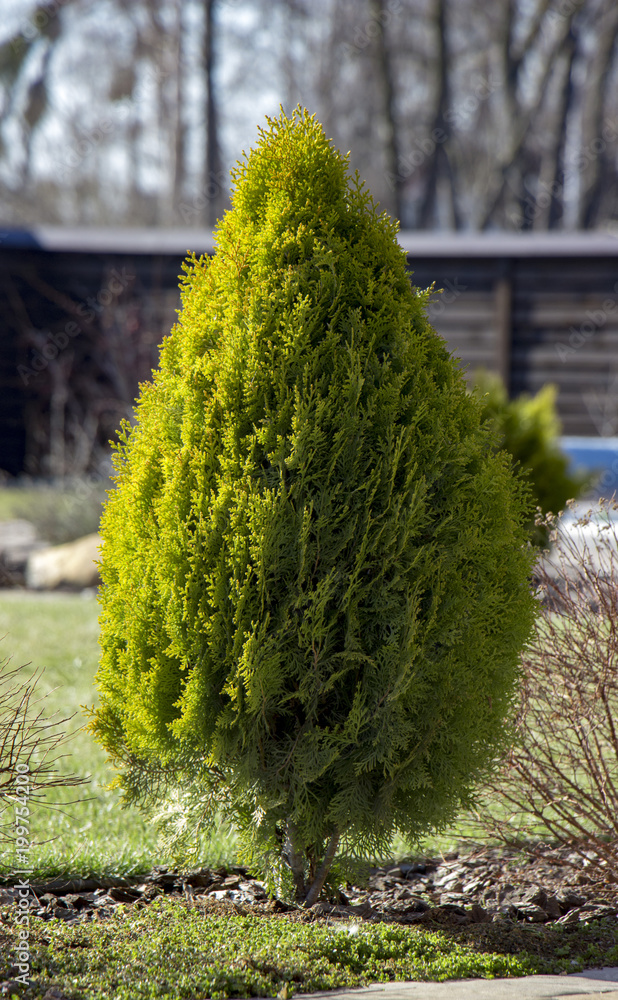 Foto de thuja brabant thuja occidentalis thuja plicata arborvitae ball ...