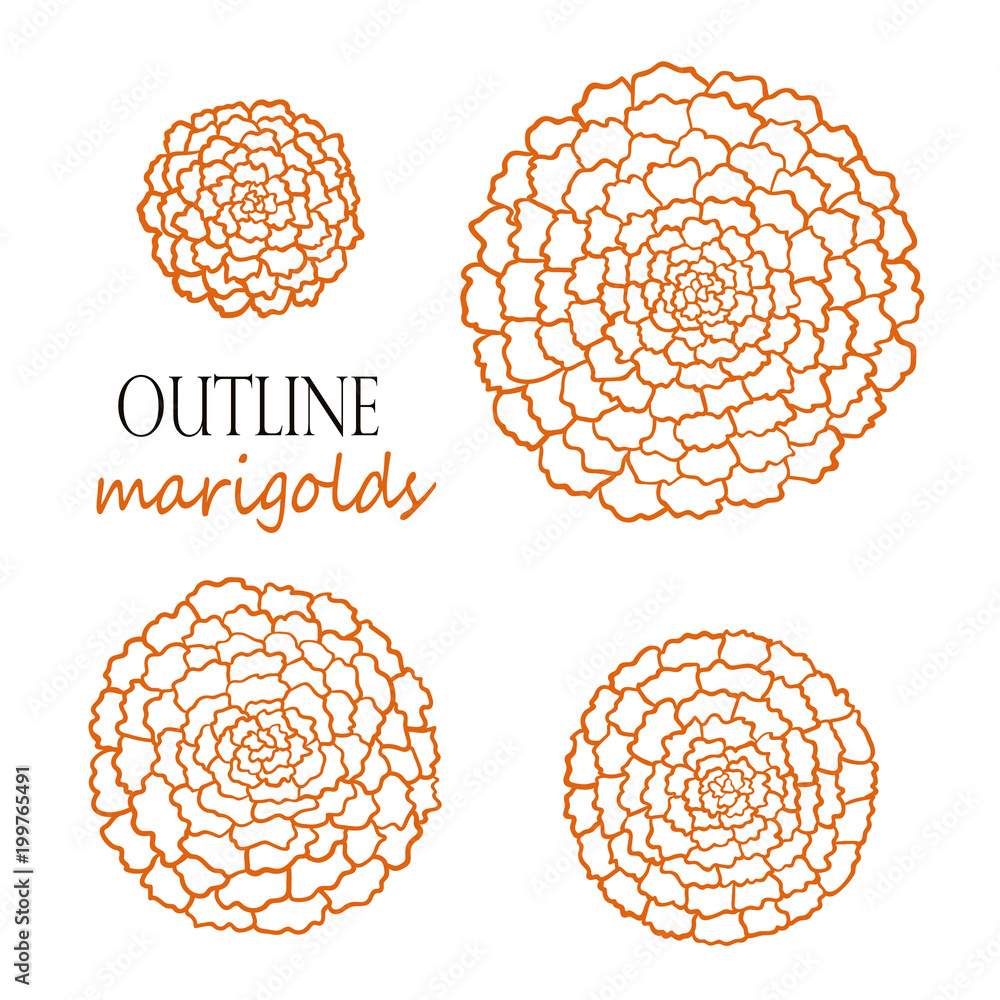Set of four outline orange marigolds Stock Vector | Adobe Stock