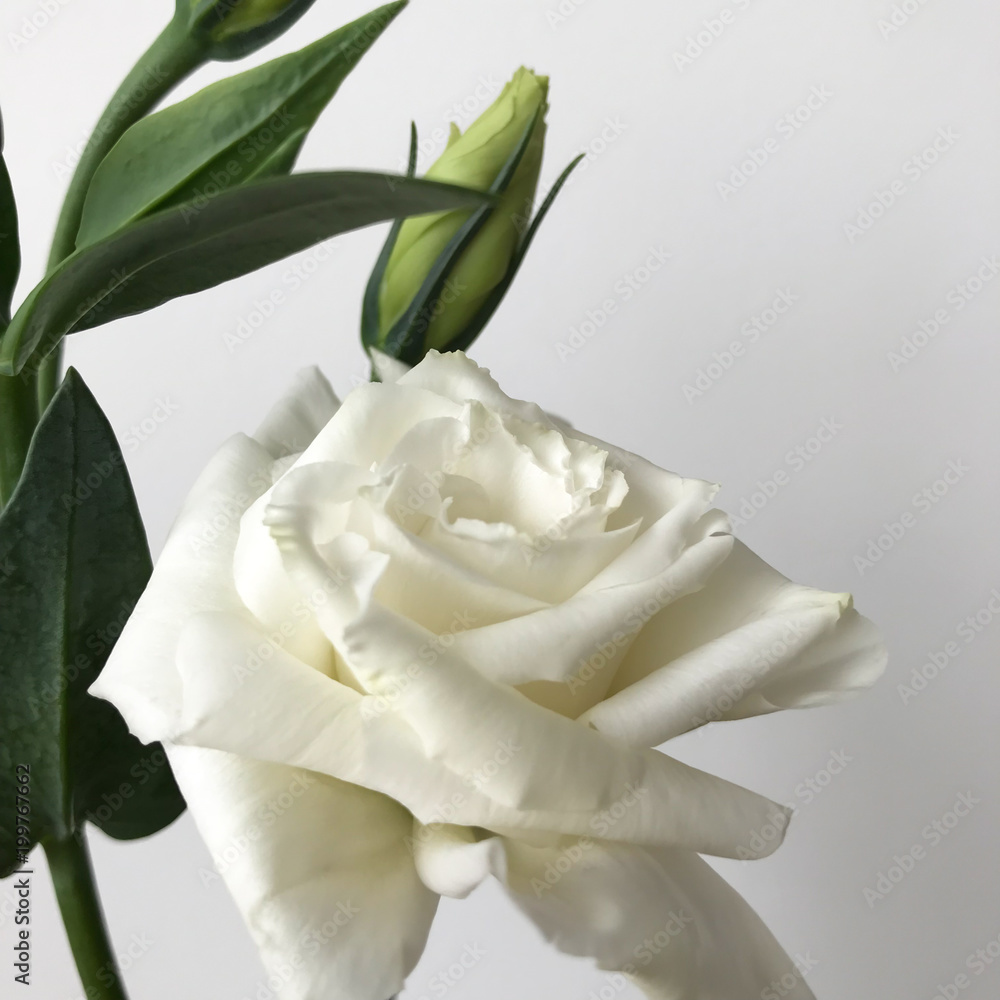 Delicate bouquet of Chinese roses on a white background. Young roses ...