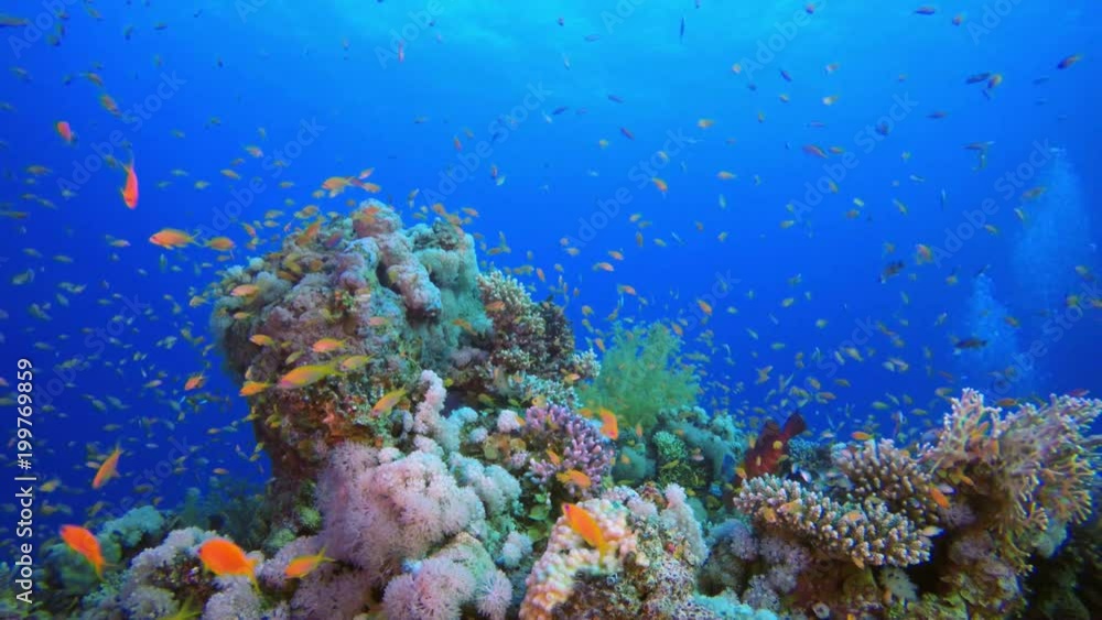 Tropical Underwater View. Picture of a beautiful underwater colorful ...
