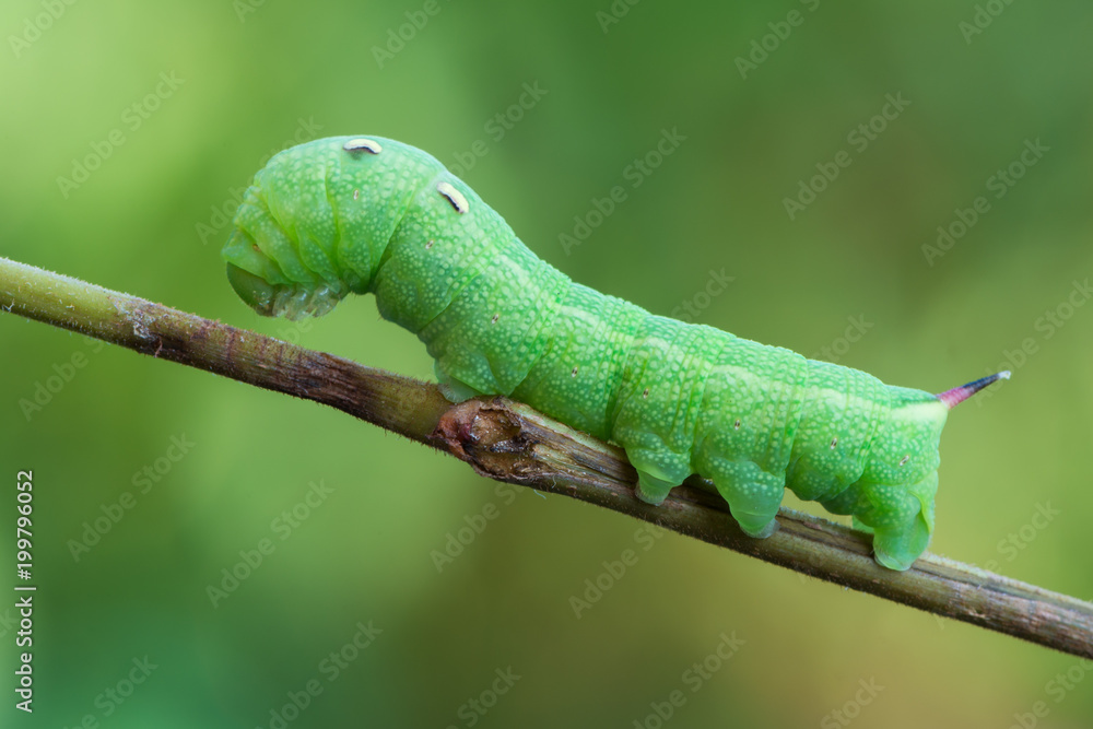 elephant hawk moth - Deilephila elpenor - larva Stock 写真 | Adobe Stock