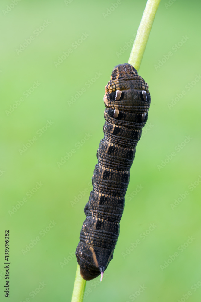 elephant hawk moth - Deilephila elpenor - larva Stock Photo | Adobe Stock