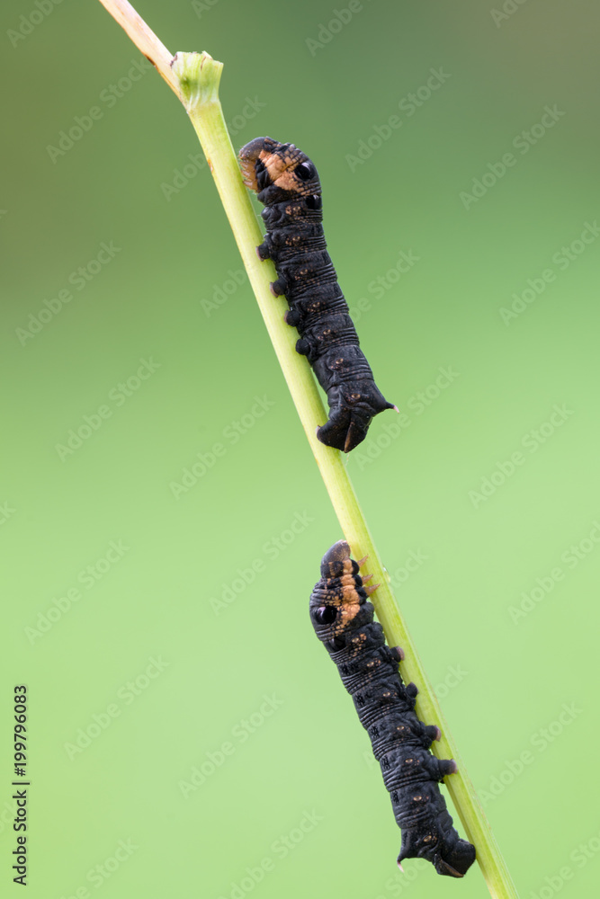 elephant hawk moth - Deilephila elpenor - larva Stock Photo | Adobe Stock