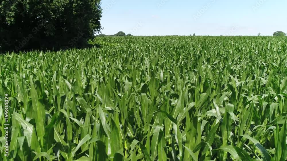 Aerial footage moving backwards over maize field these plants are also ...