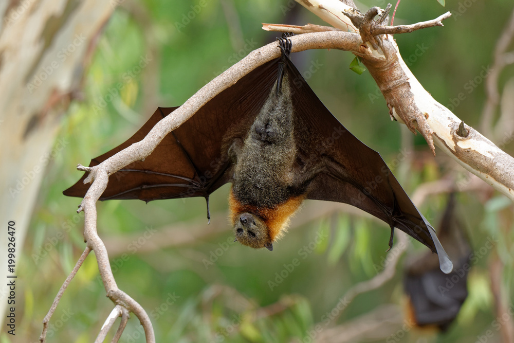 The grey-headed flying fox Pteropus poliocephalus is the largest bat in ...