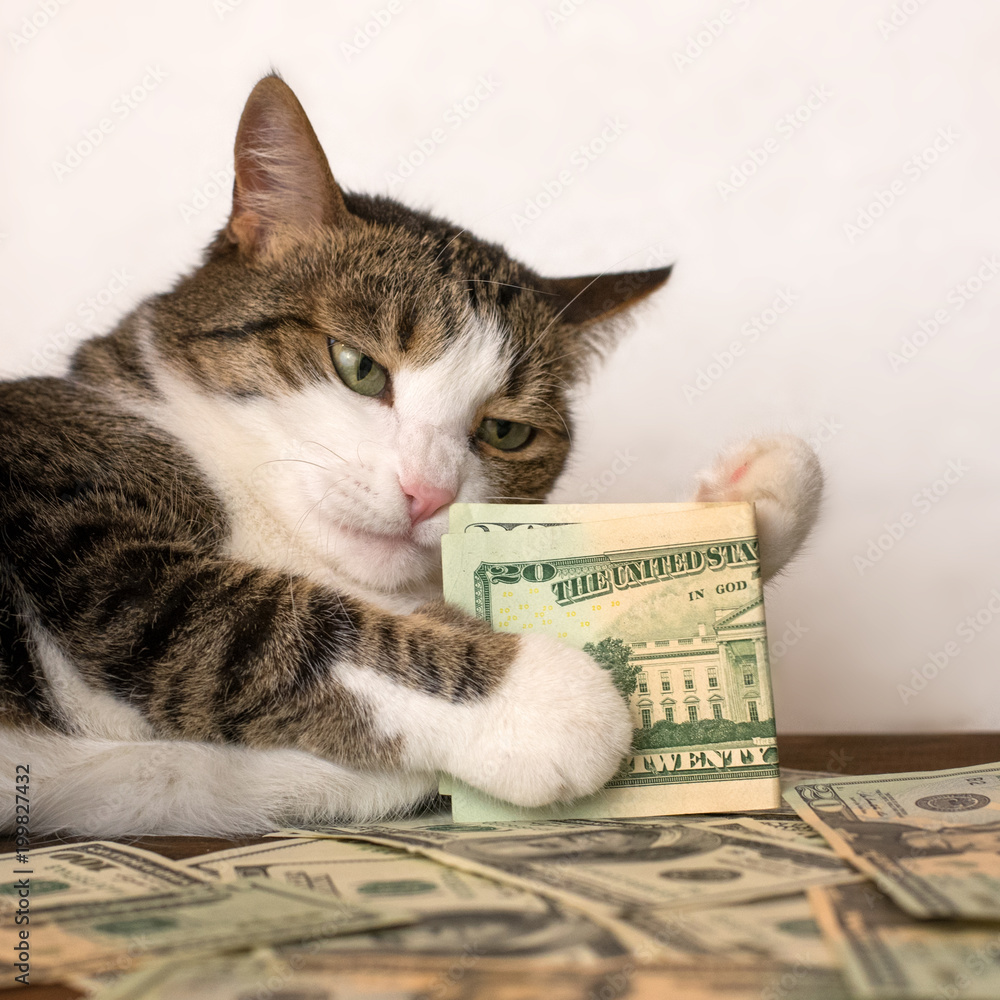 Adorable cat playing with dollar banknotes Stock Photo | Adobe Stock