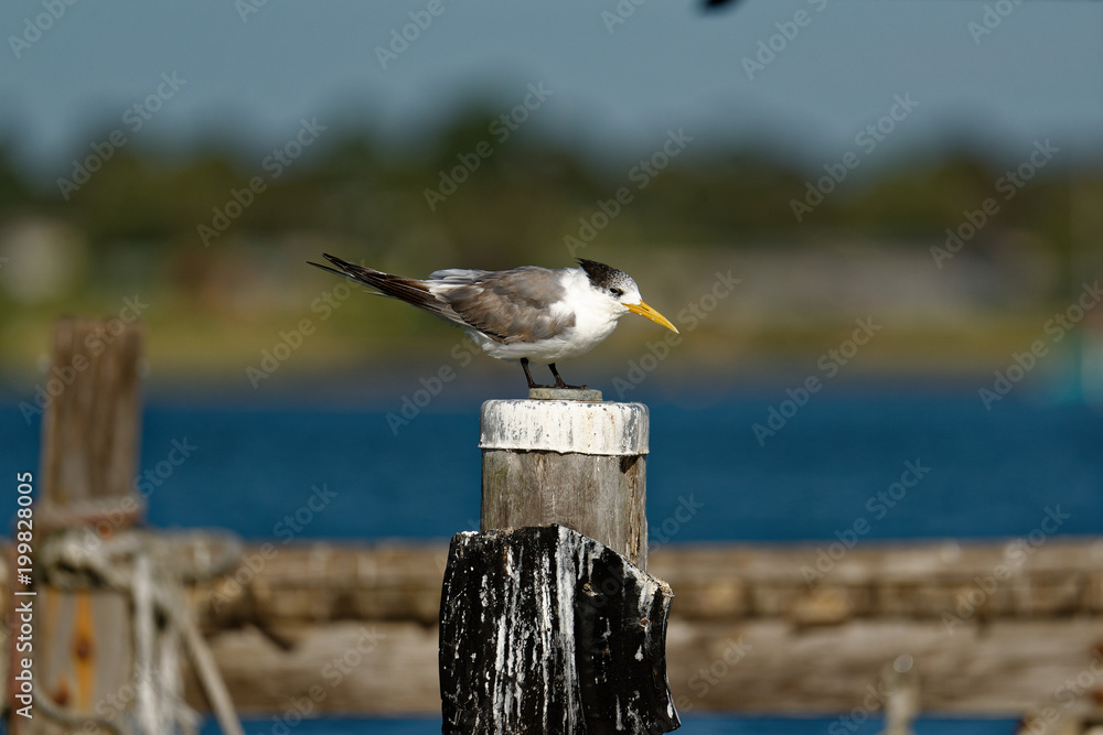 The greater crested tern (Thalasseus bergii), also called crested tern ...