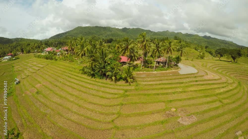 Rice fields of the Philippines. The island of Bohol. Filipino village ...