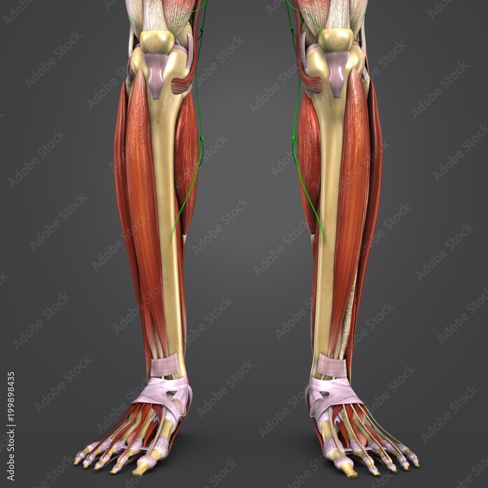 Leg Muscles and Bones with Lymph nodes Stock Illustration | Adobe Stock
