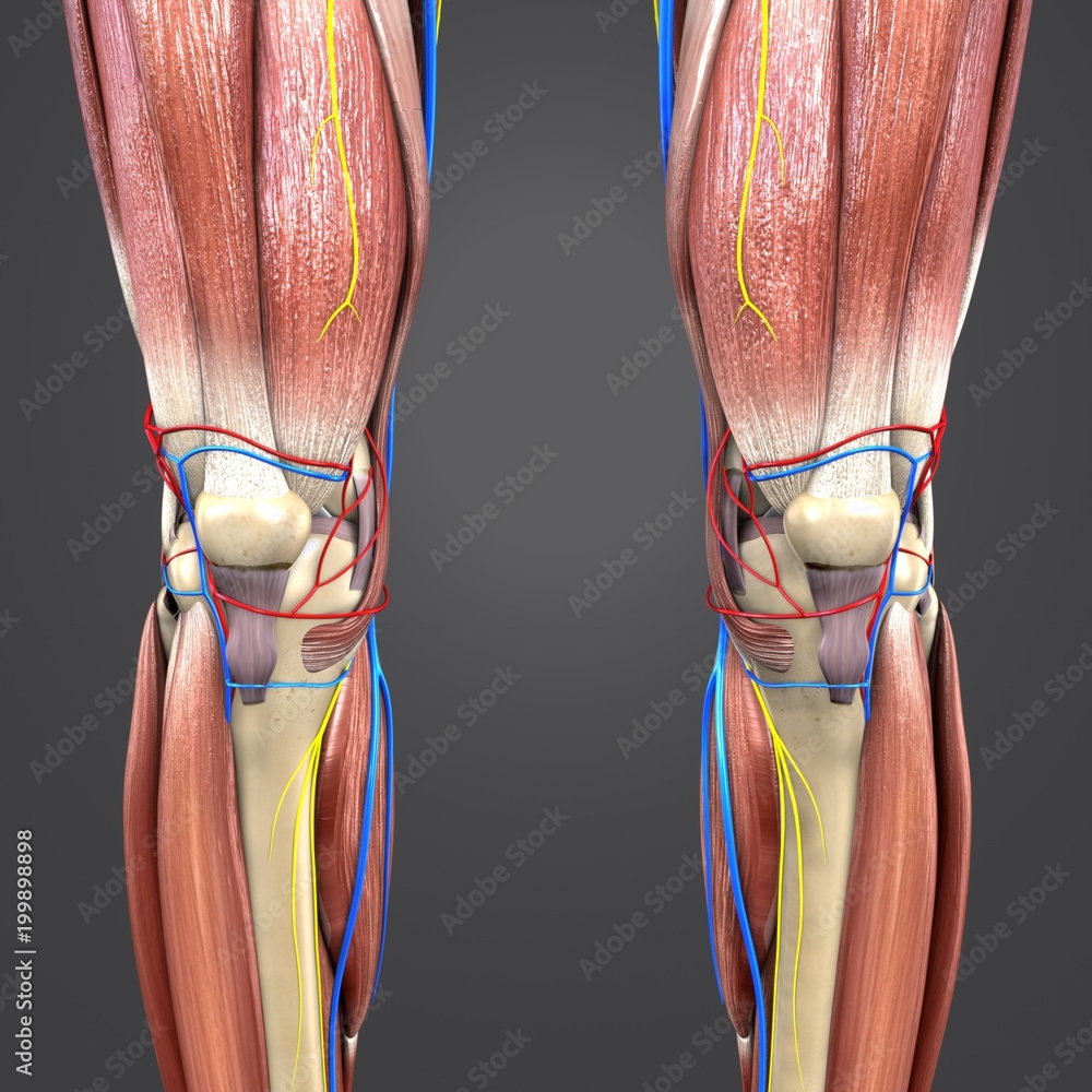 Lower Limbs with Circulatory system and Nerves Anterior view Stock ...
