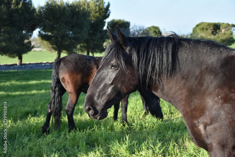 MURGESE HORSE. Italian equine breed of the Murge (Puglia, Italy), bred ...