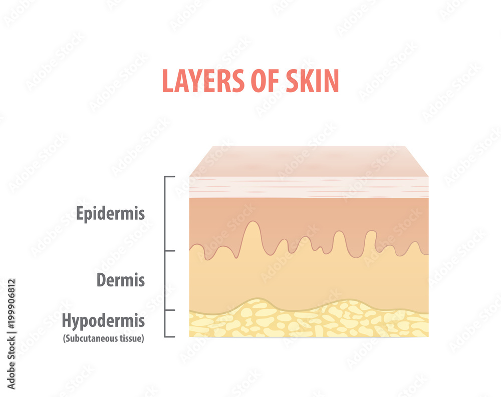 Layers of skin diagram illustration vector on white background. Medical ...