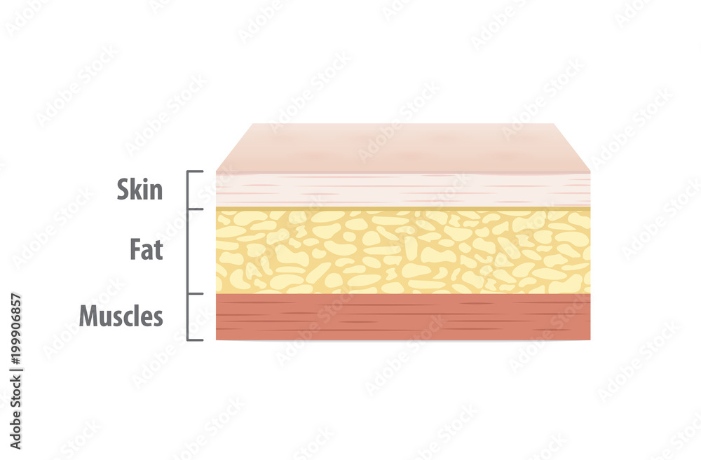 Layers of skin illustration vector on white background. Medical concept ...