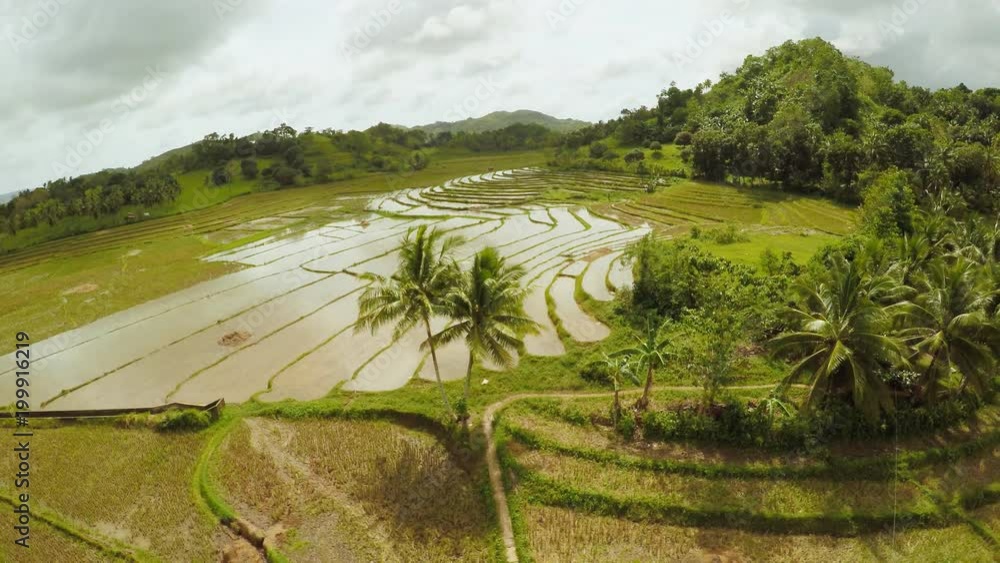 Rice fields of the Philippines. The island of Bohol. Filipino village ...