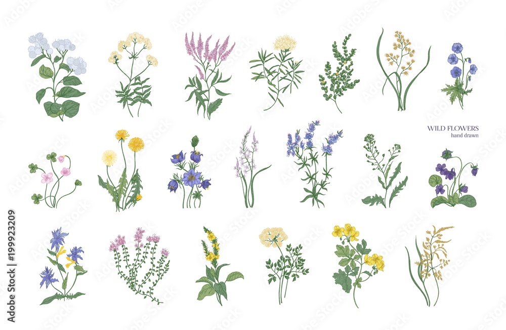 Detailed Drawings Of Flowers