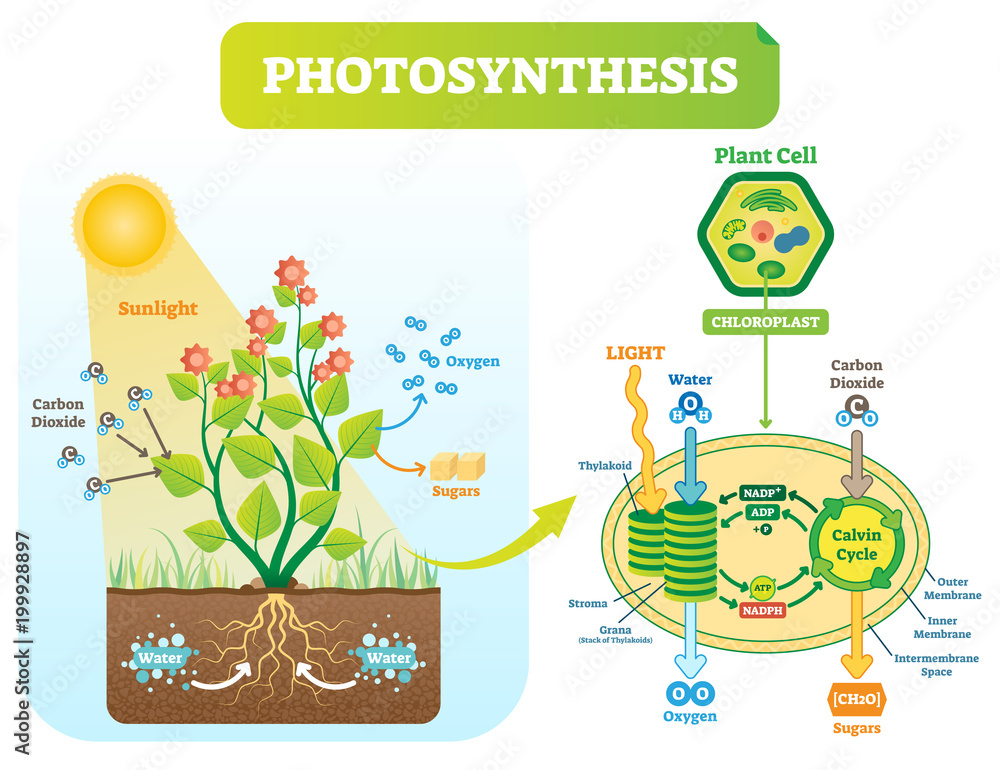 Снимка Photosynthesis biological vector illustration diagram with plan ...