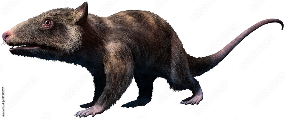 Purgatorius from the Cretaceous era 3D illustration Stock イラスト | Adobe ...