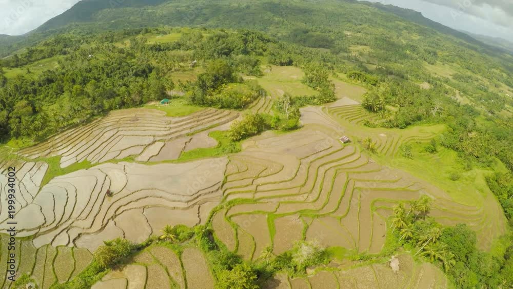 Rice fields of the Philippines. The island of Bohol. Filipino village ...