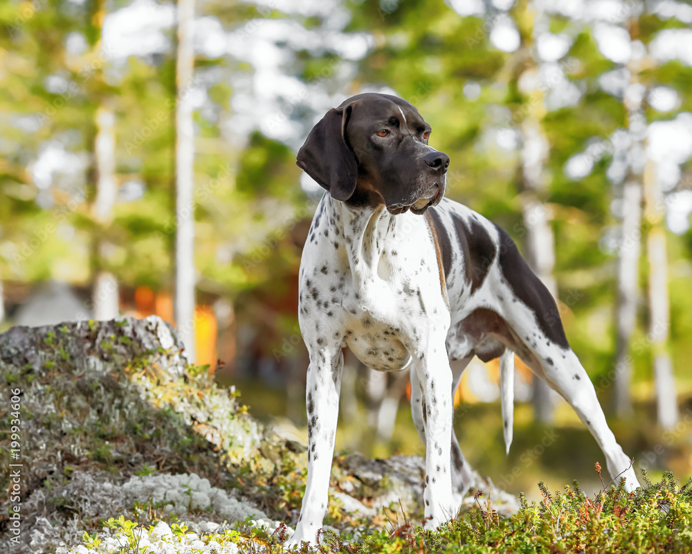 English Pointer Pointing