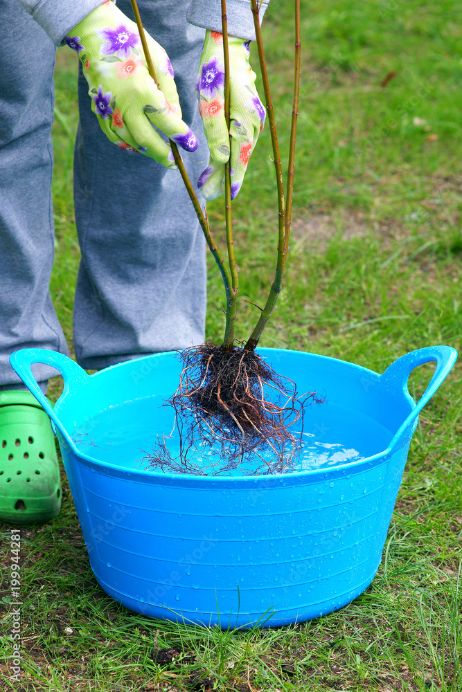 Foto de Planting plants step by step / ornamental shrub - root ...