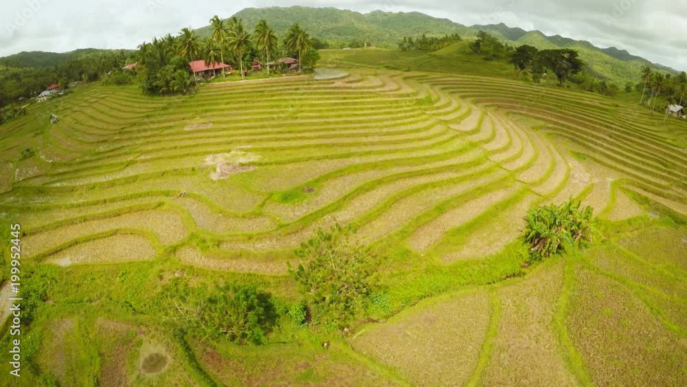 Rice fields of the Philippines. The island of Bohol. Filipino village ...