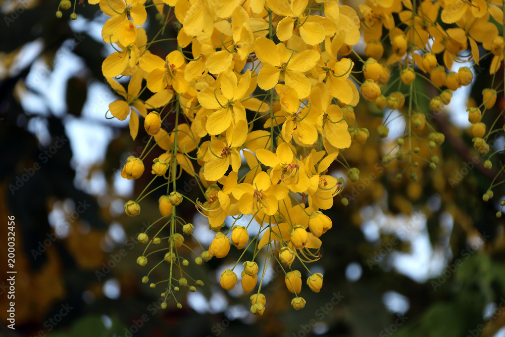 Yellow golden shower flower on the tree. Cassia fistula or canafistula ...