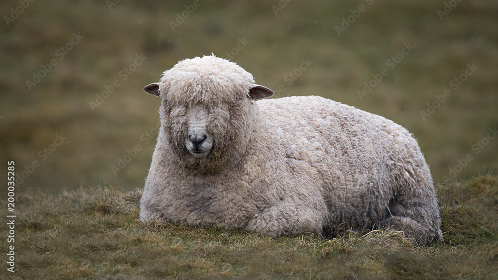 A close up of a wet wooly sheep lying down on the grass in the rail ...