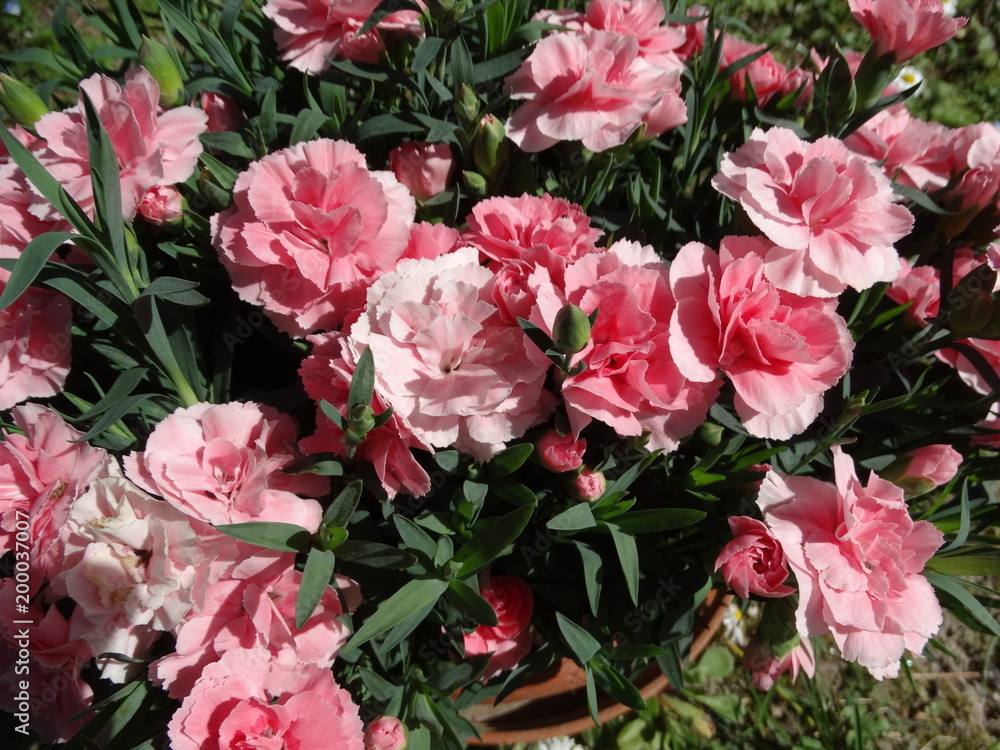 garofani in vaso Stock Photo | Adobe Stock