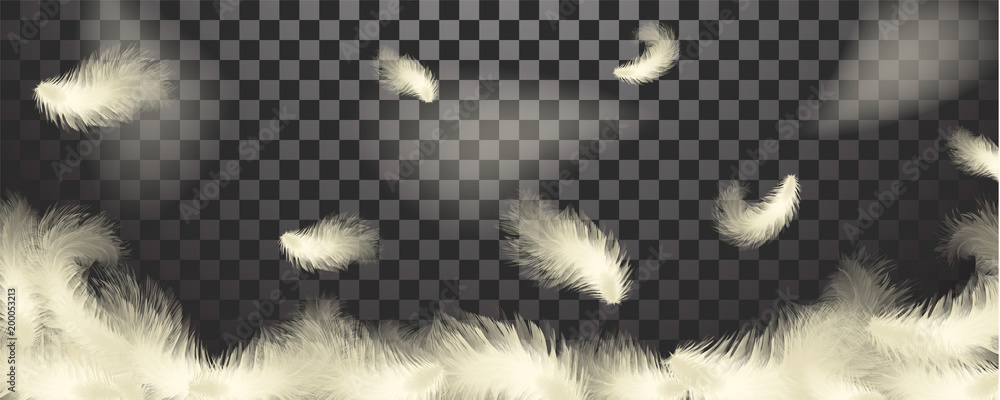 Falling twirled realistic feathers isolated on a transparent background ...