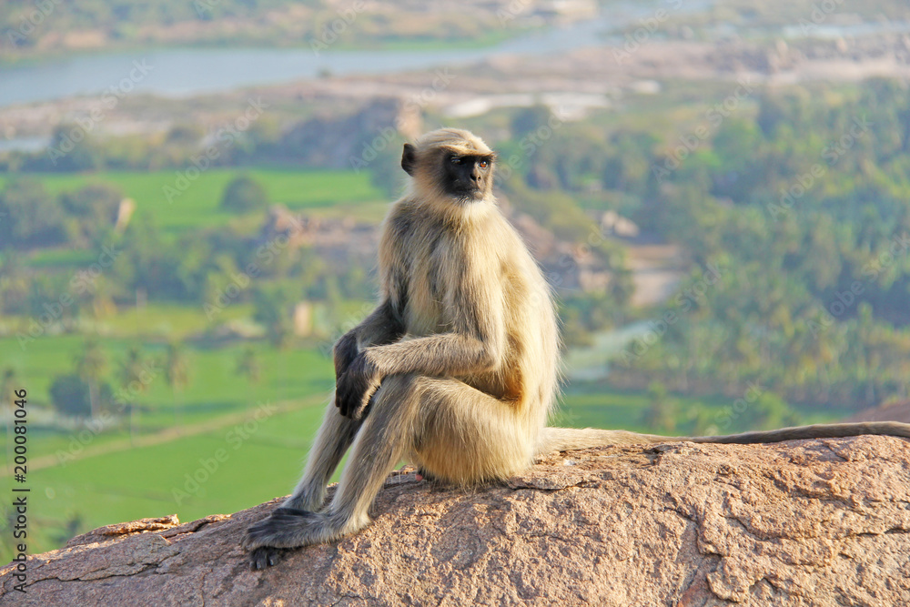 A monkey with a black face or snout sits on top of a mountain in India ...