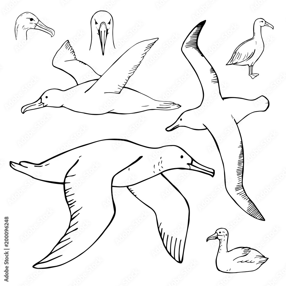 Hand drawn petrel. Vector sketch illustration Stock Vector | Adobe Stock
